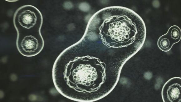 Parasite — WikiHalo